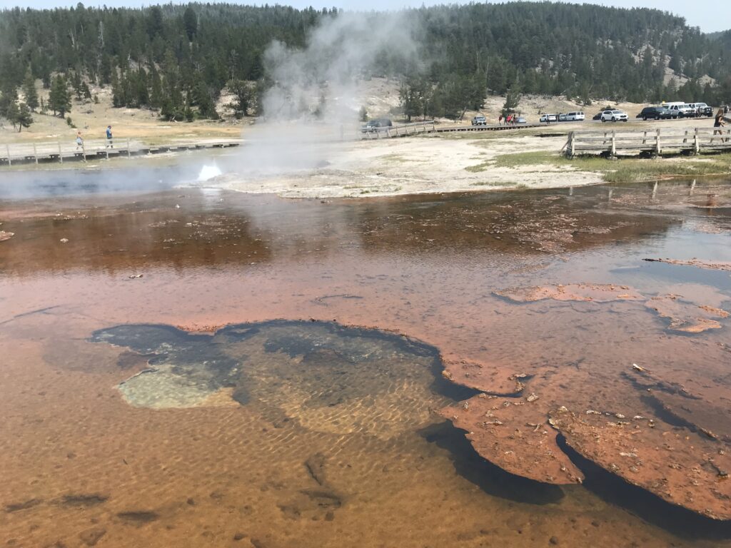 How Yellowstone Extremophile Bacteria Helped With Covid-19 Testing ...